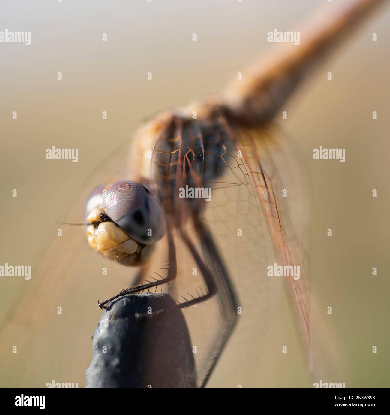 Closeup macro detail of wandering glider dragonfly Pantala flavescens ...