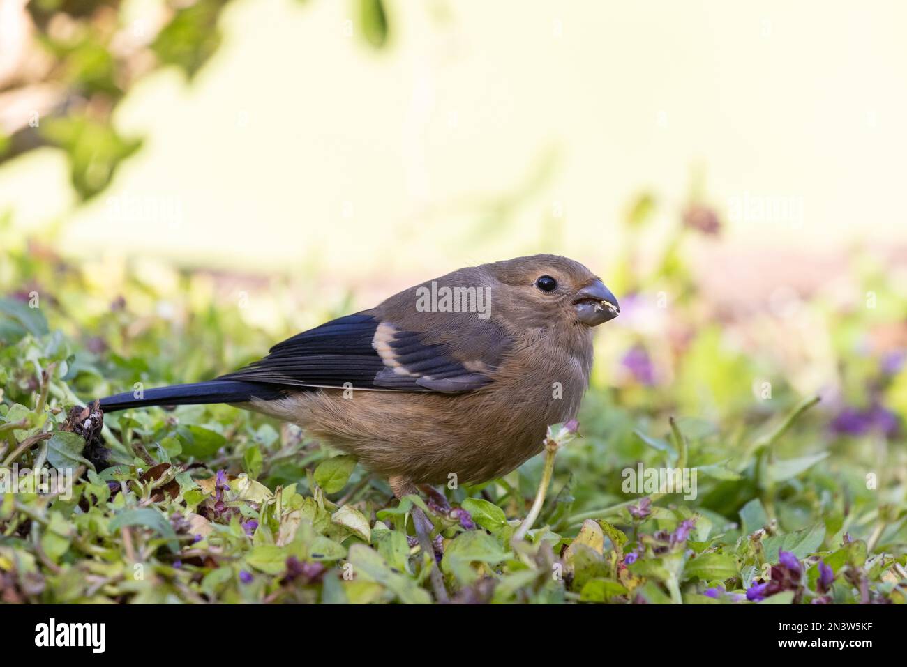 Eurasian Bullfinch [ Pyrrhula pyrrhula ] juvenile bird on the ground ...