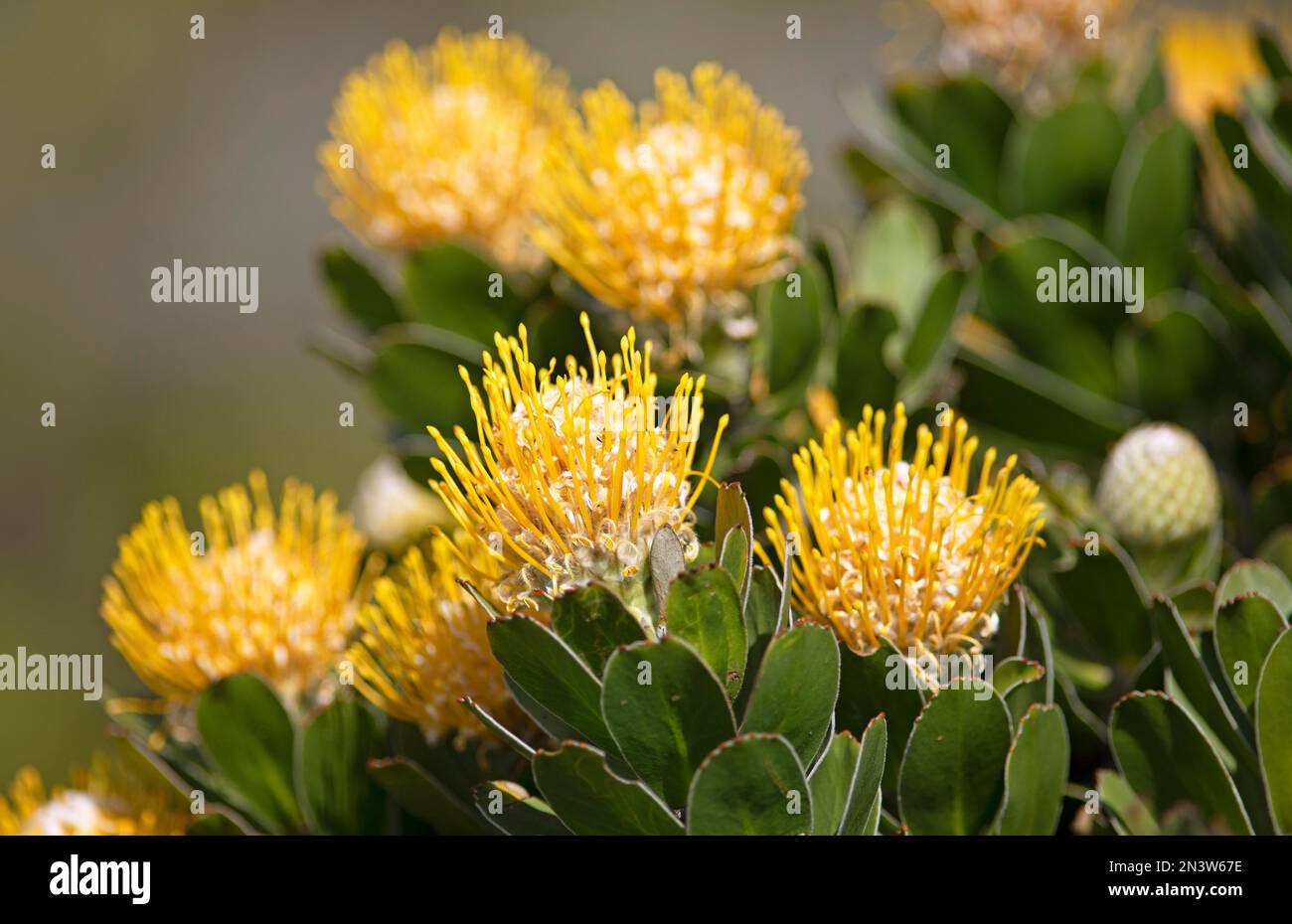 Pincushion protea (Protea Leucospermum erubescens), flower, flowering ...