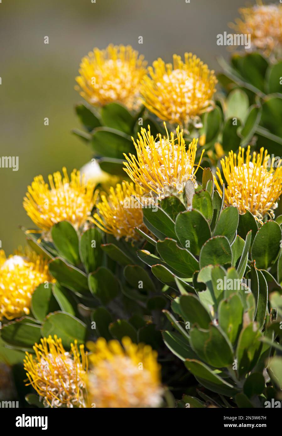 Pincushion protea (Protea Leucospermum erubescens), flower, flowering ...