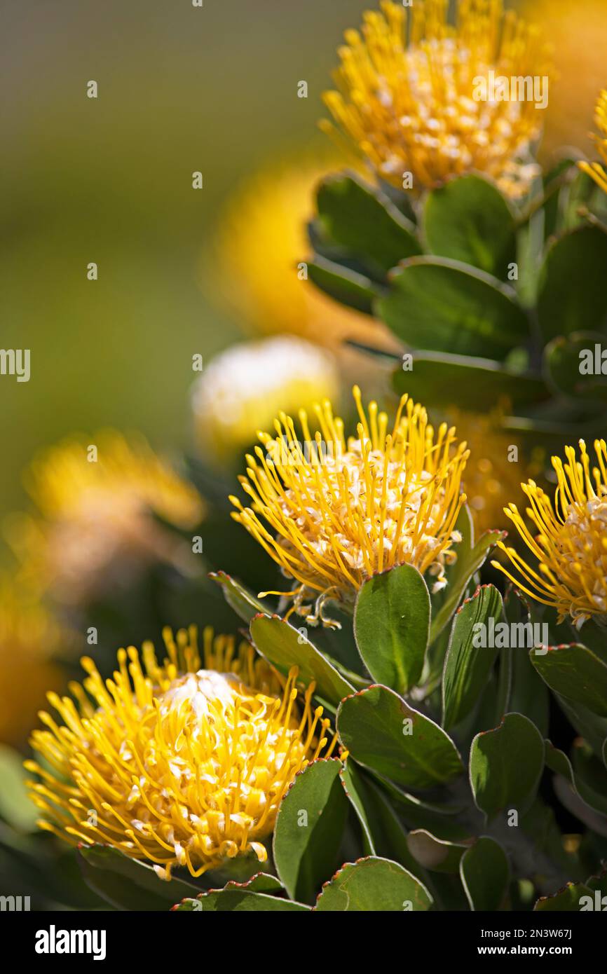 Pincushion protea (Protea Leucospermum erubescens), flower, flowering ...