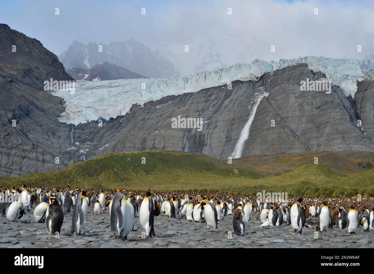King Penguin (Aptenodytes patagonicus), Gold Harbor, South Georgia ...