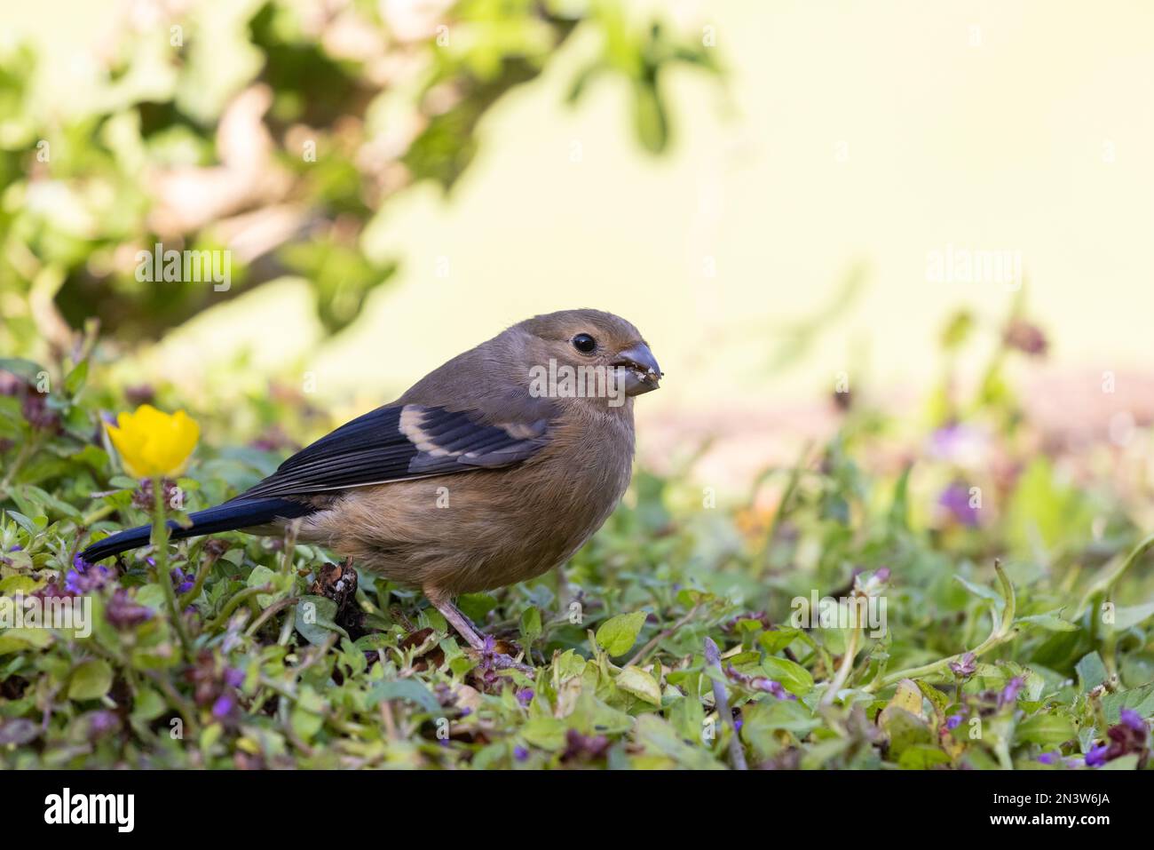 Eurasian Bullfinch [ Pyrrhula pyrrhula ] juvenile bird on the ground ...