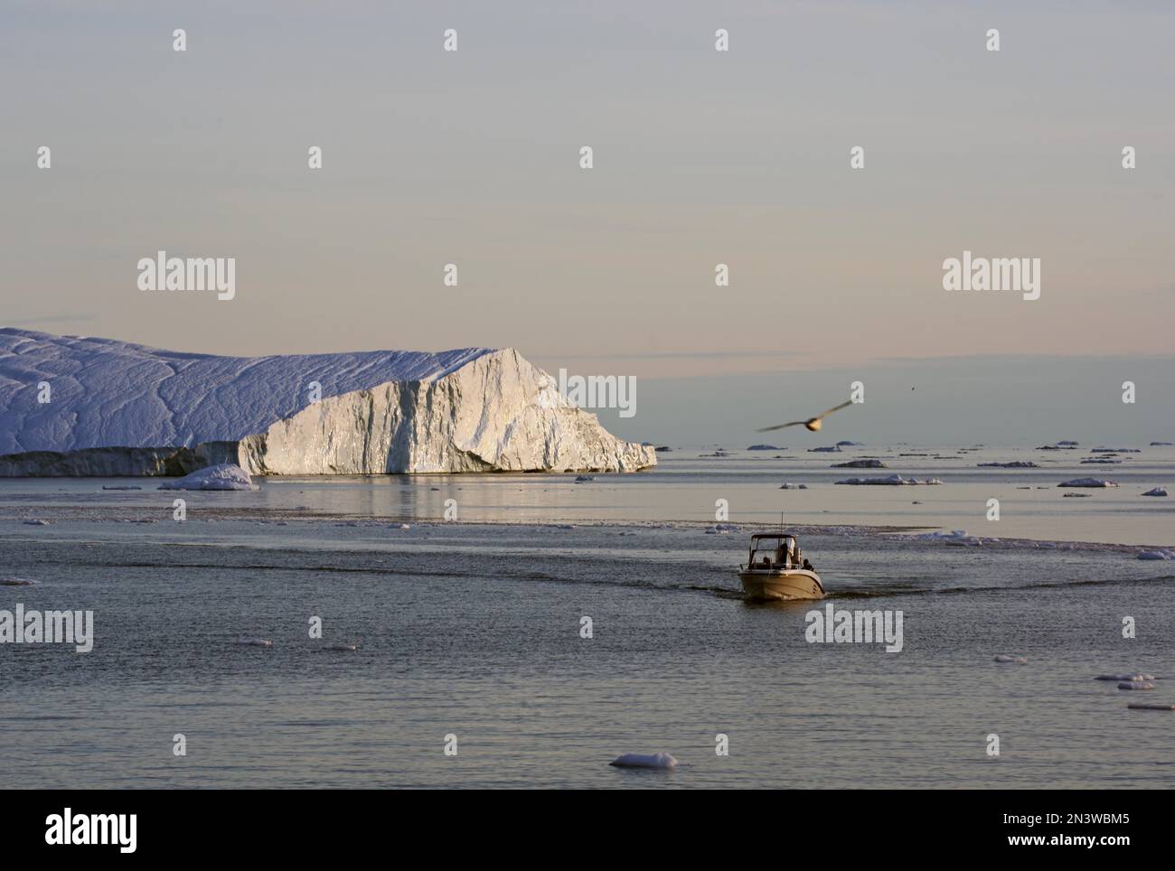 Huge icebergs and a small boat in the glow of the midnight sun, Disko ...