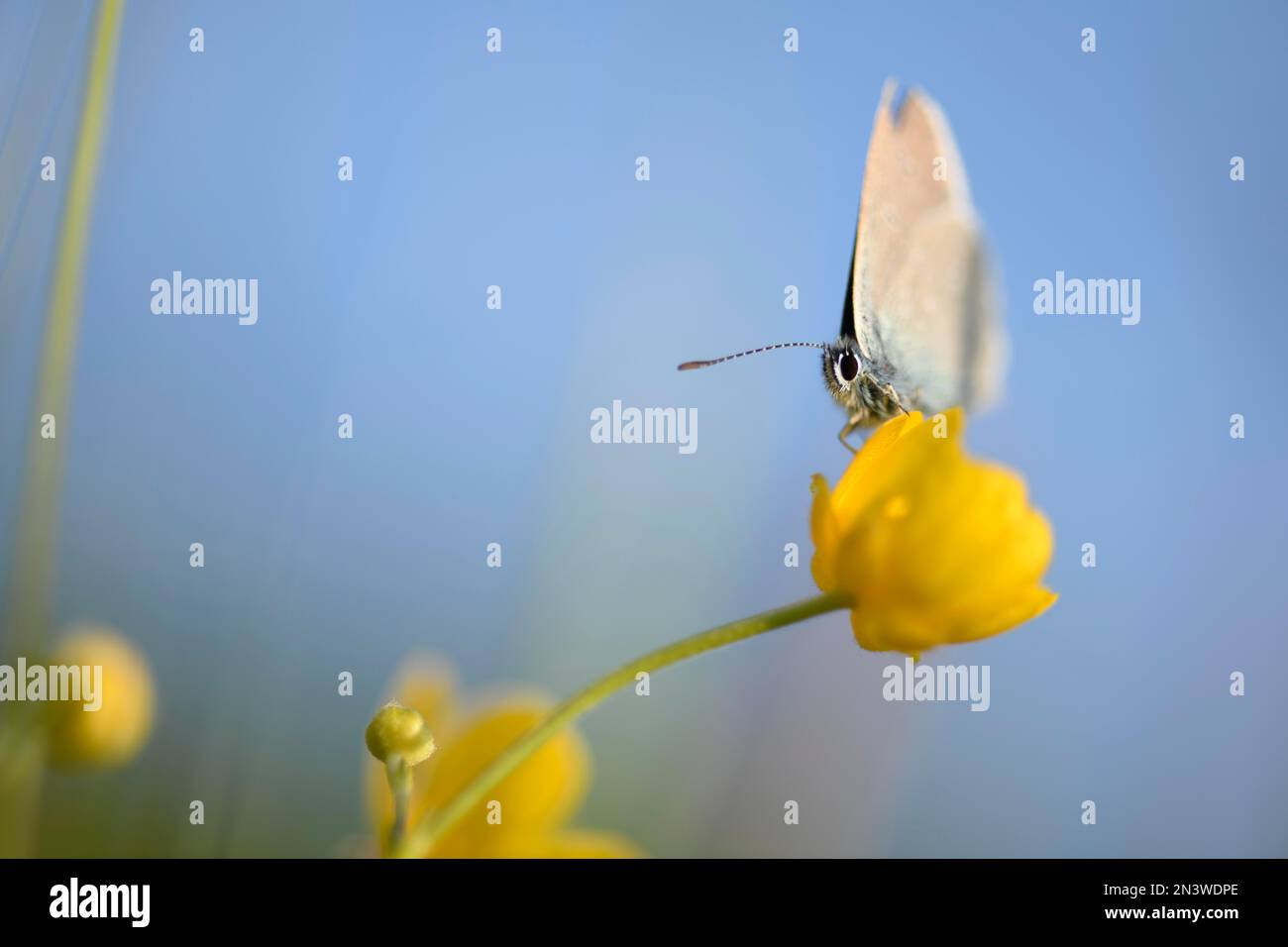 Gossamer winged butterfly (Lycaenidae) on buttercup (Ranunculus) in ...