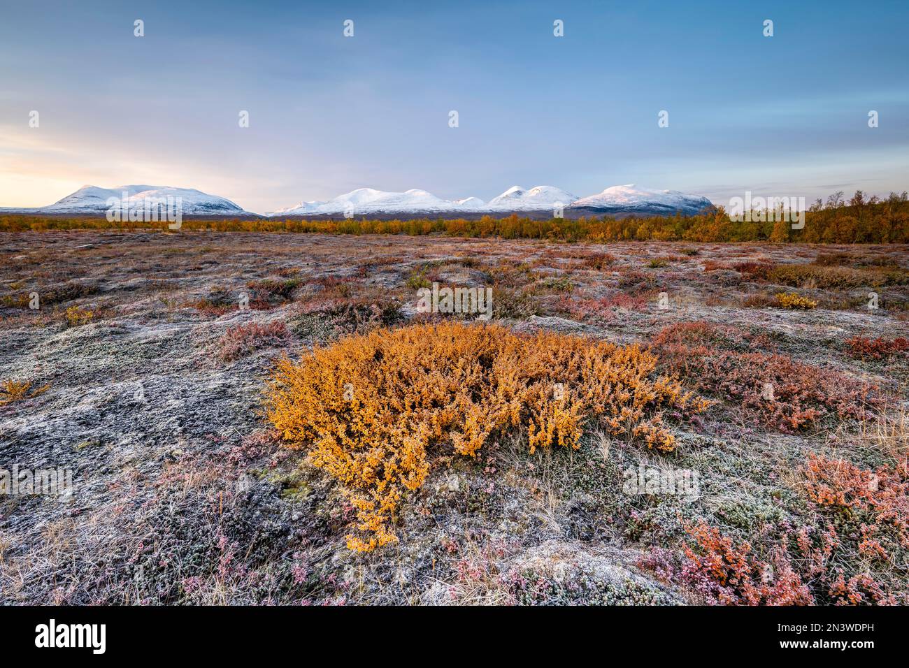 Autumn tundra in front of snowy mountains, Abisko National Park ...
