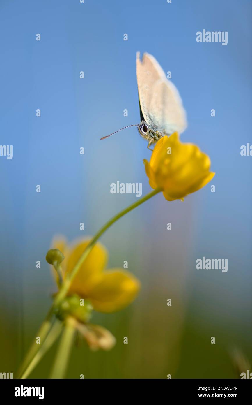 Gossamer winged butterfly (Lycaenidae) on buttercup (Ranunculus) in ...