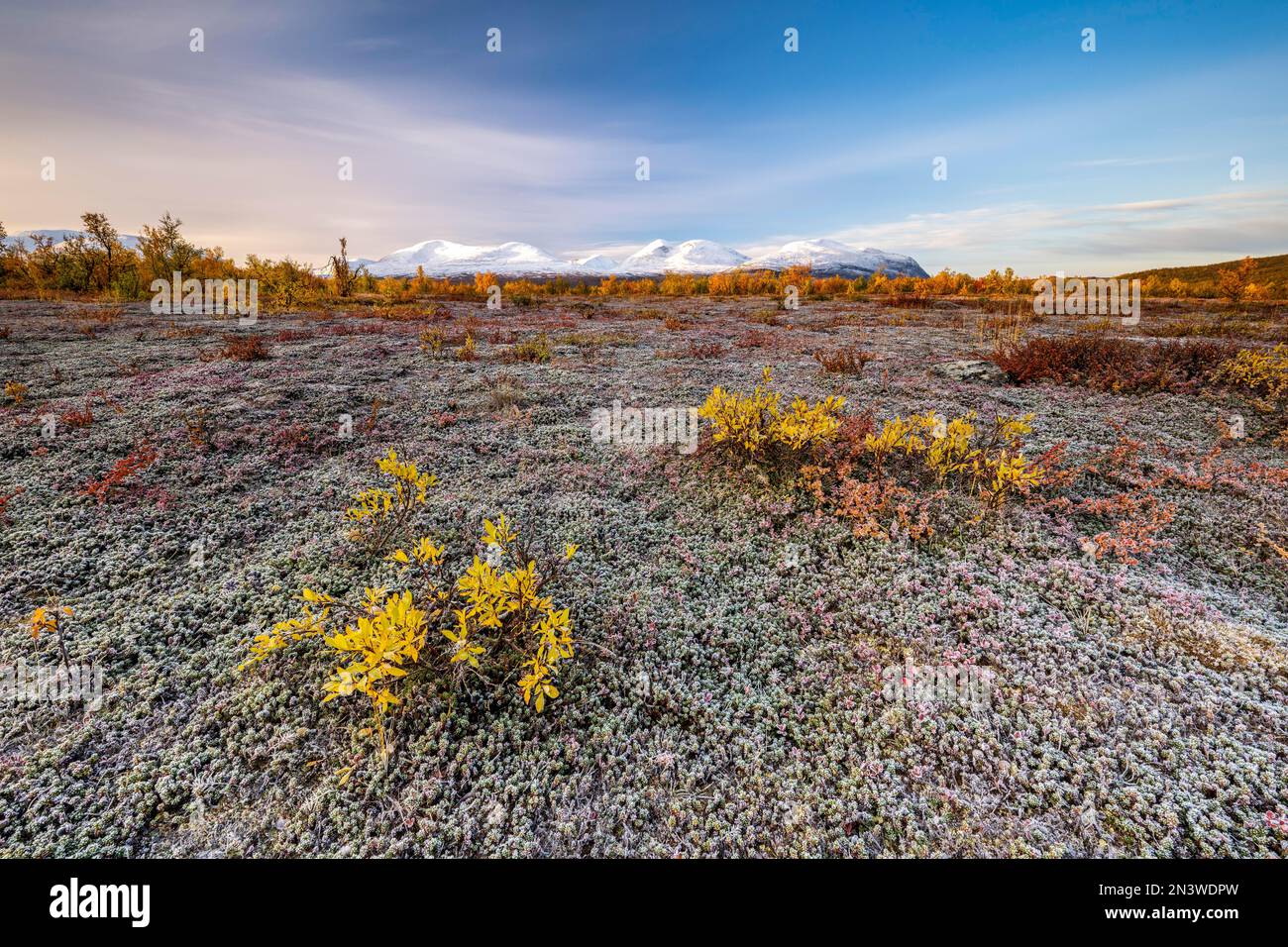 Autumn tundra in front of snowy mountains, Abisko National Park ...
