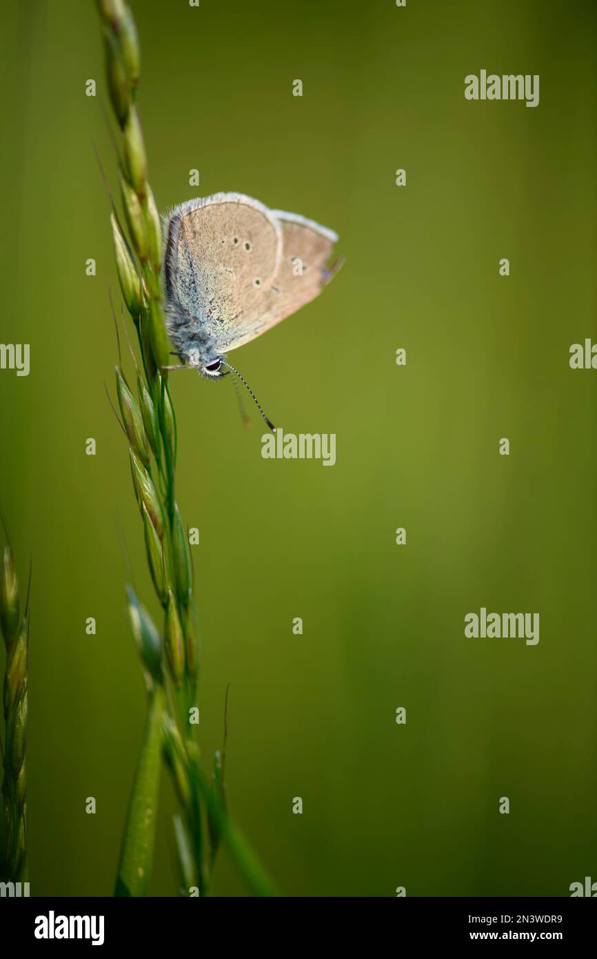Gossamer winged butterfly (Lycaenidae) on blade of grass against green ...
