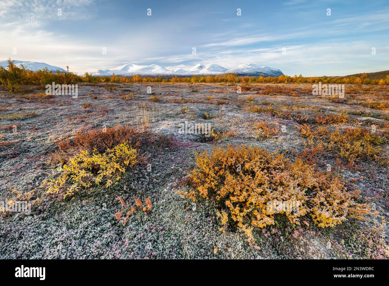 Autumn tundra in front of snowy mountains, Abisko National Park ...