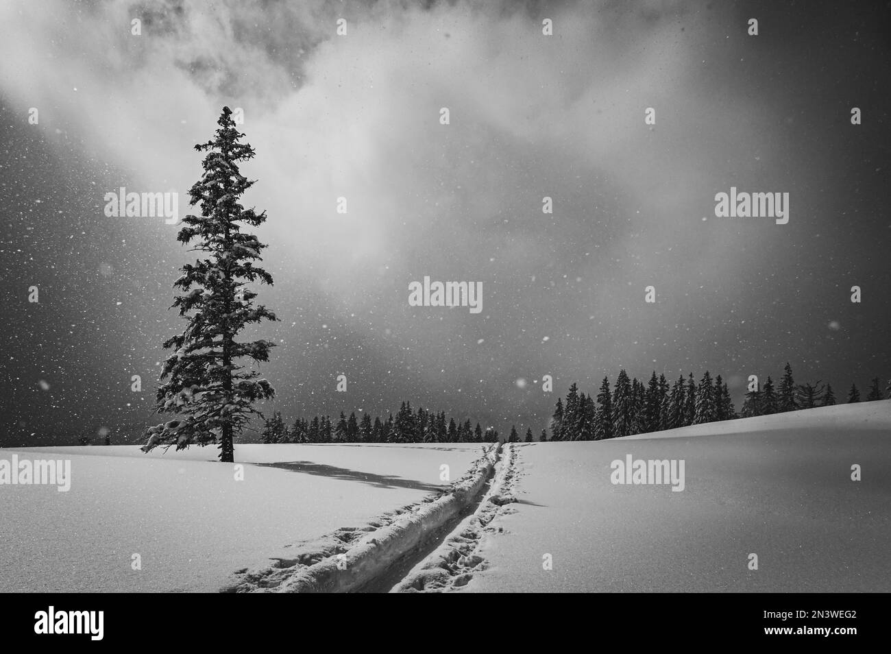 Horn tree Black and White Stock Photos & Images - Alamy