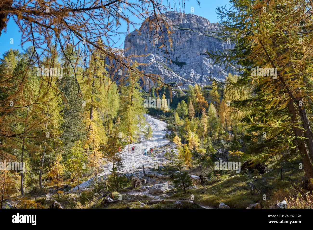 Autumn larch forest on Croda da Lago in the Dolomites on the way to ...
