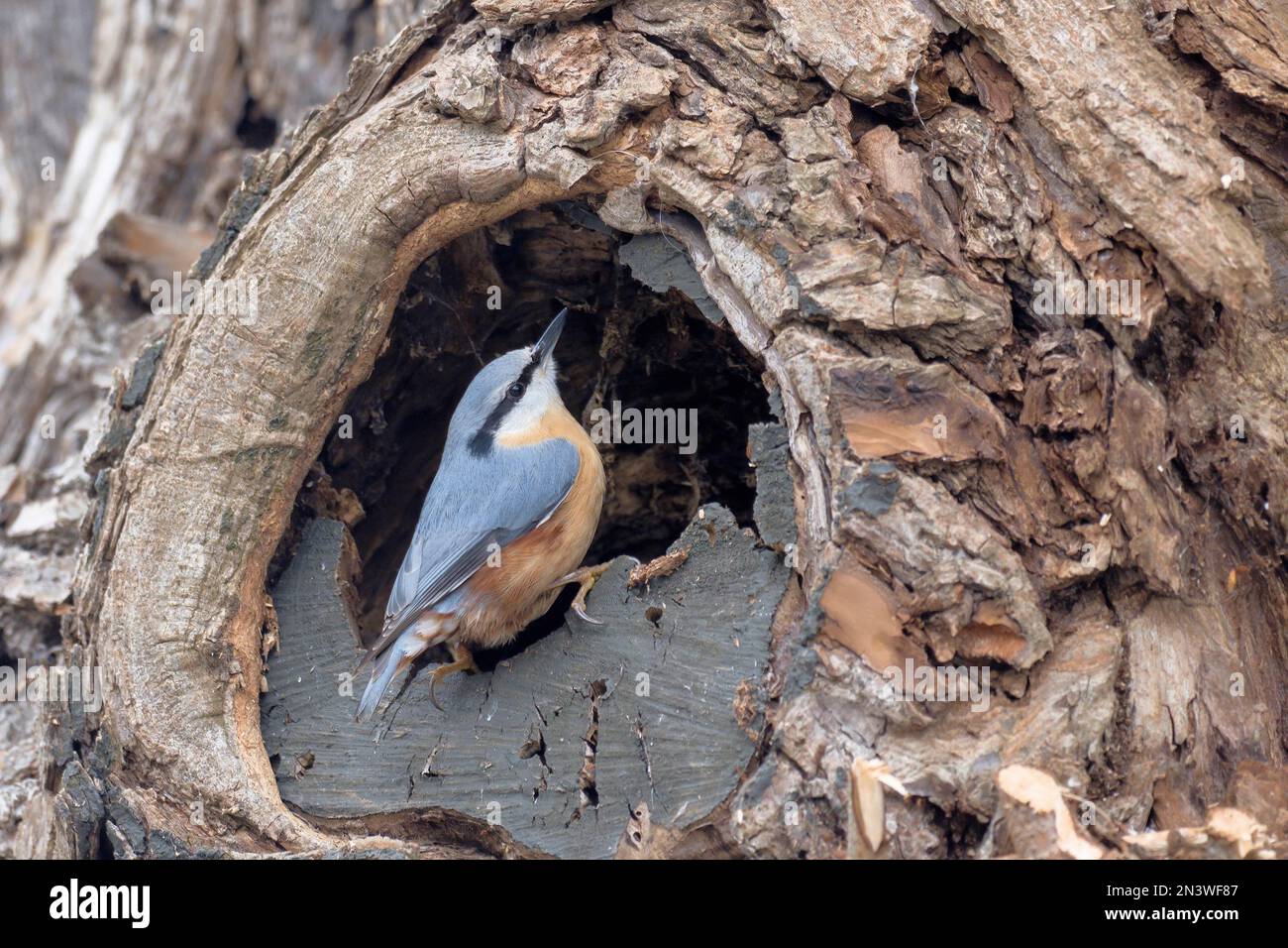 Eurasian nuthatch (Sitta europaea) standing in front of a tree cavity ...