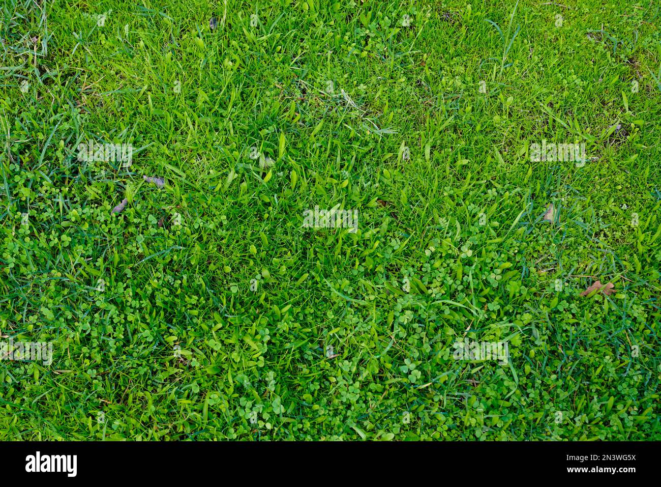 grass real field background natural green floor outdoor wallpaper Stock ...
