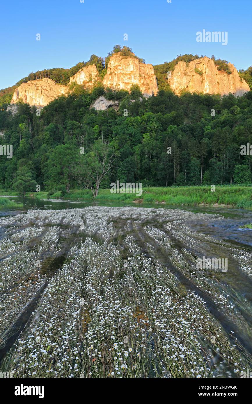 River water crowfoot (Ranunculus fluitans), buttercup (Ranunculaceae ...