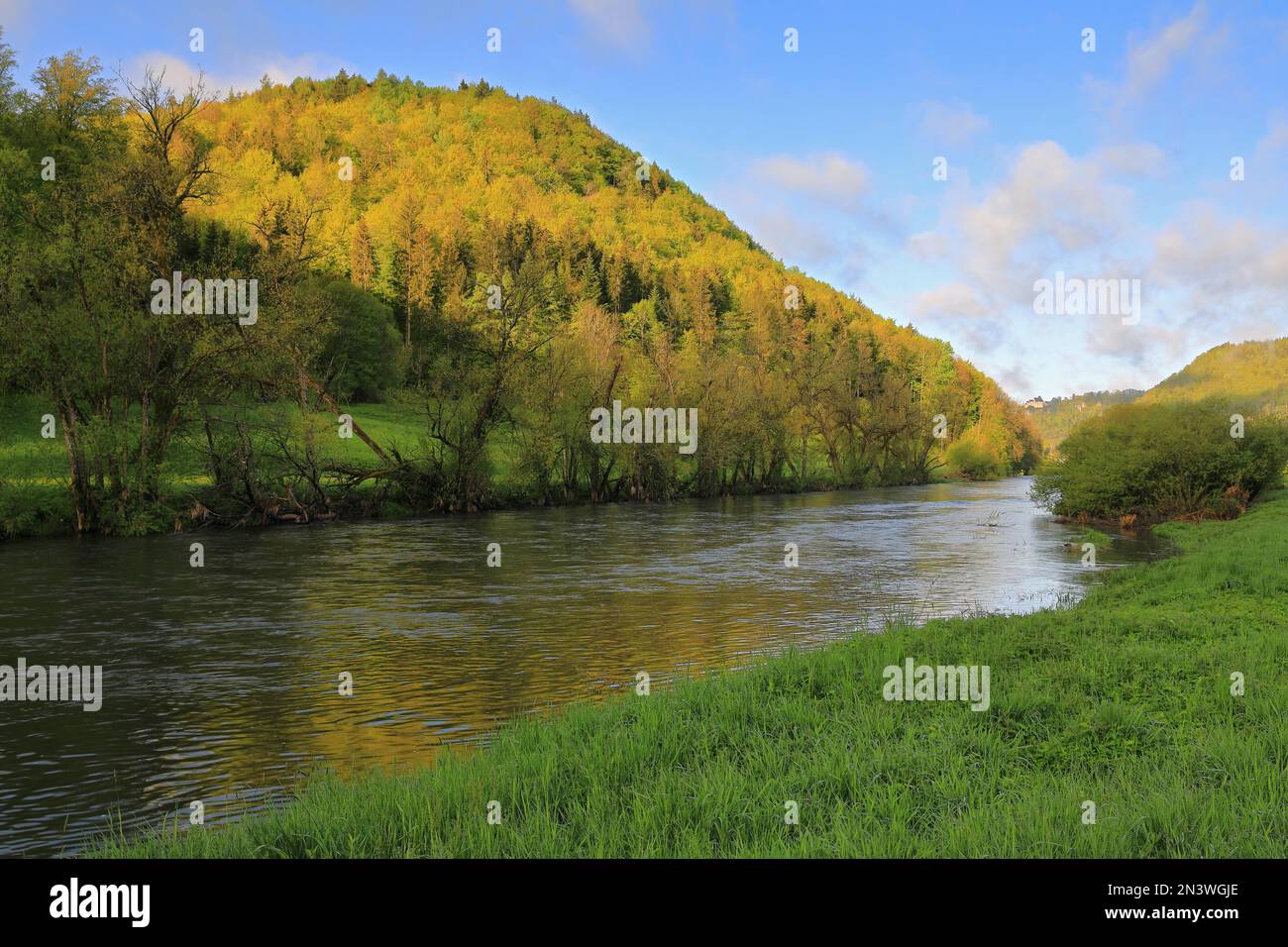 Danube, river, willow (Salicaceae), forest, Hausen im Tal, Danube ...