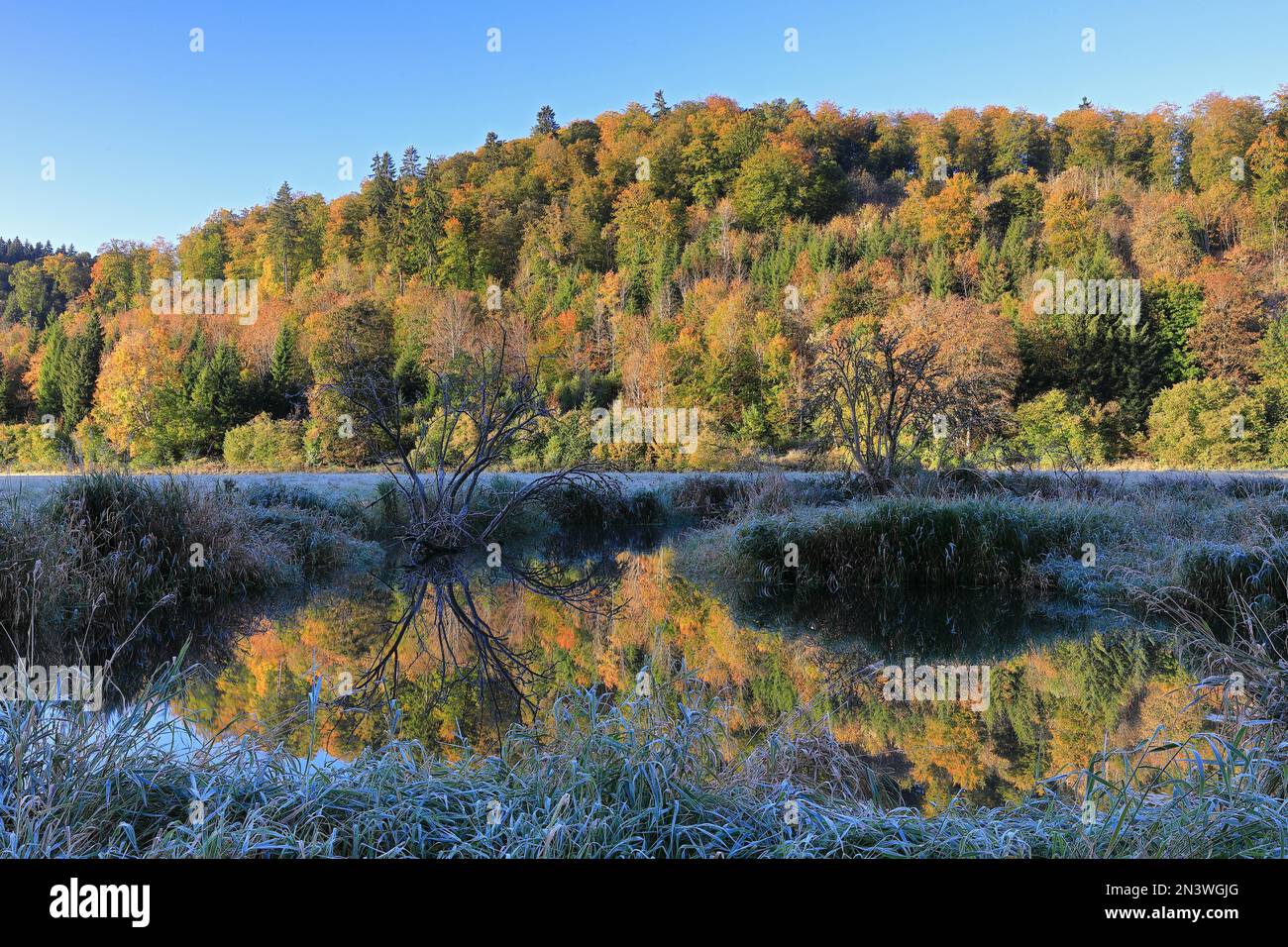 Fehla, stream, reflection, mixed forest in autumn colour, Fehlatal ...