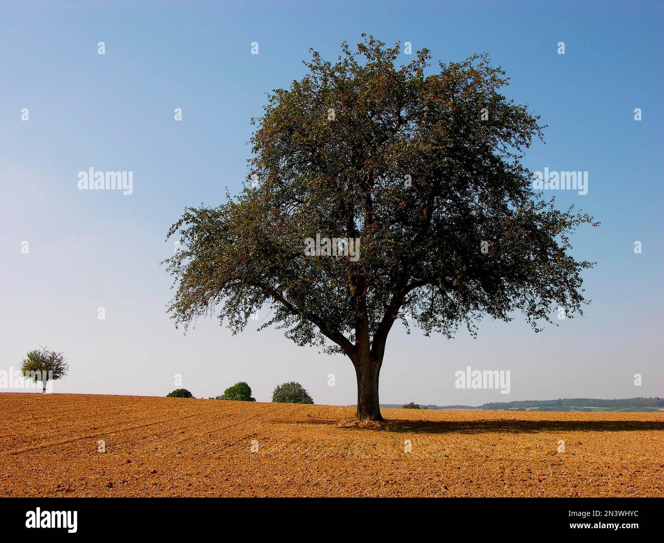 Walnut, Genuine or Persian persian walnut (Juglans regia) Tree of the ...