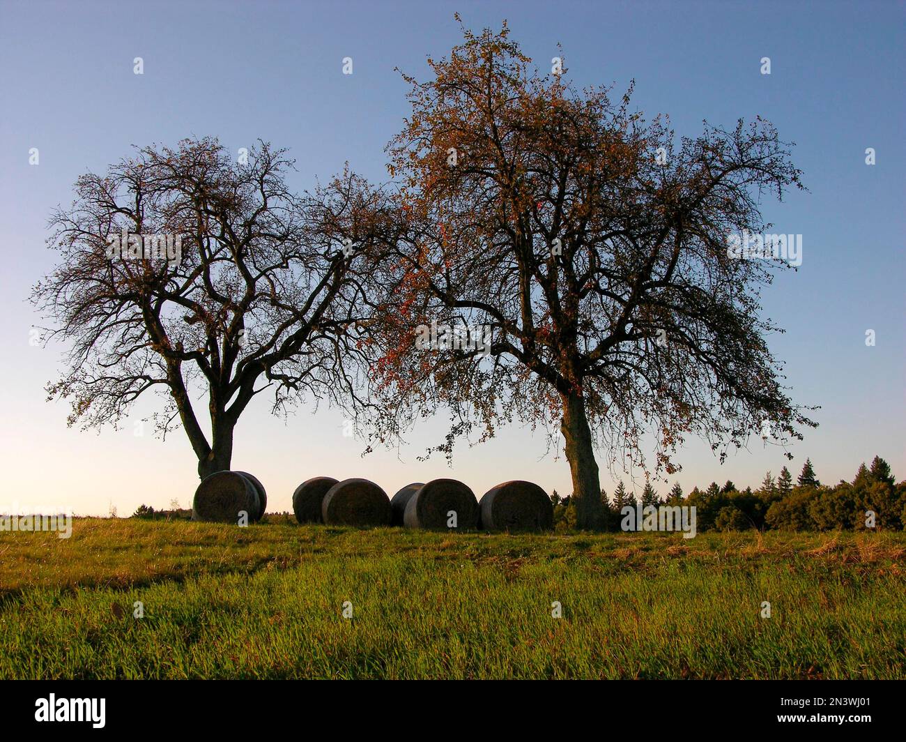 Pear tree with straw bale Stock Photo - Alamy