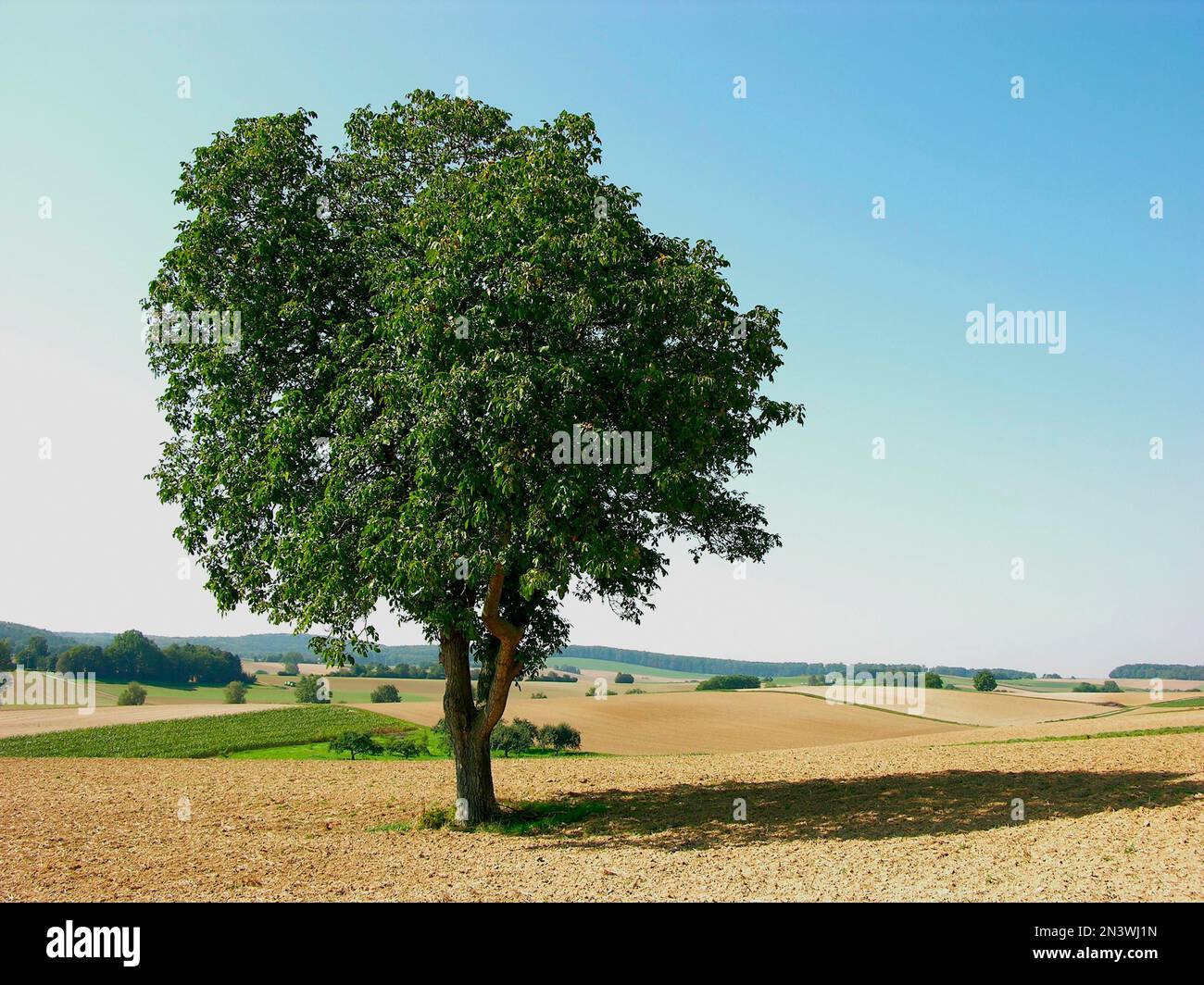 Walnut, Genuine or Persian persian walnut (Juglans regia) Tree of the ...