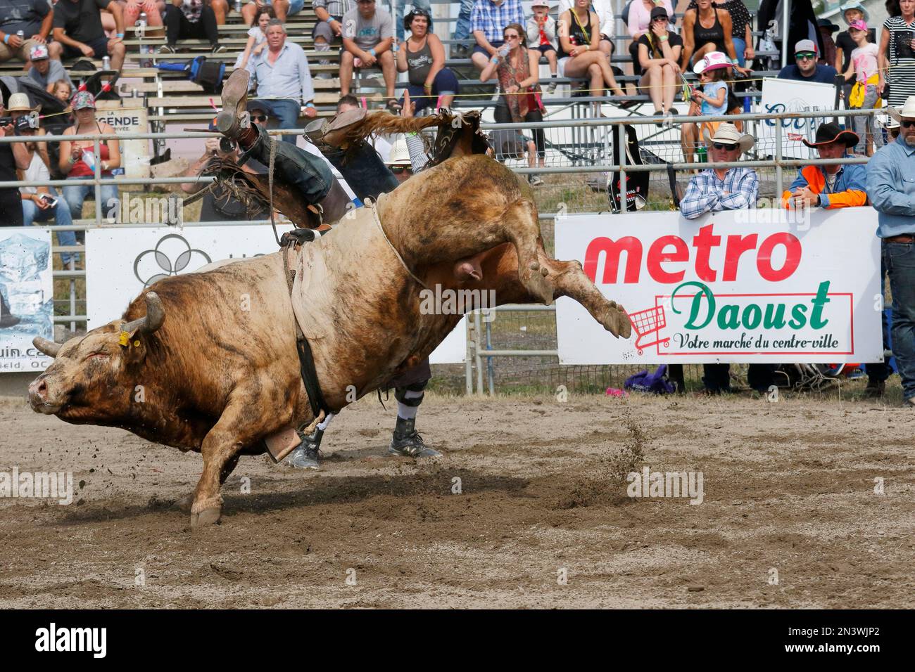 Bull riding hi-res stock photography and images - Alamy