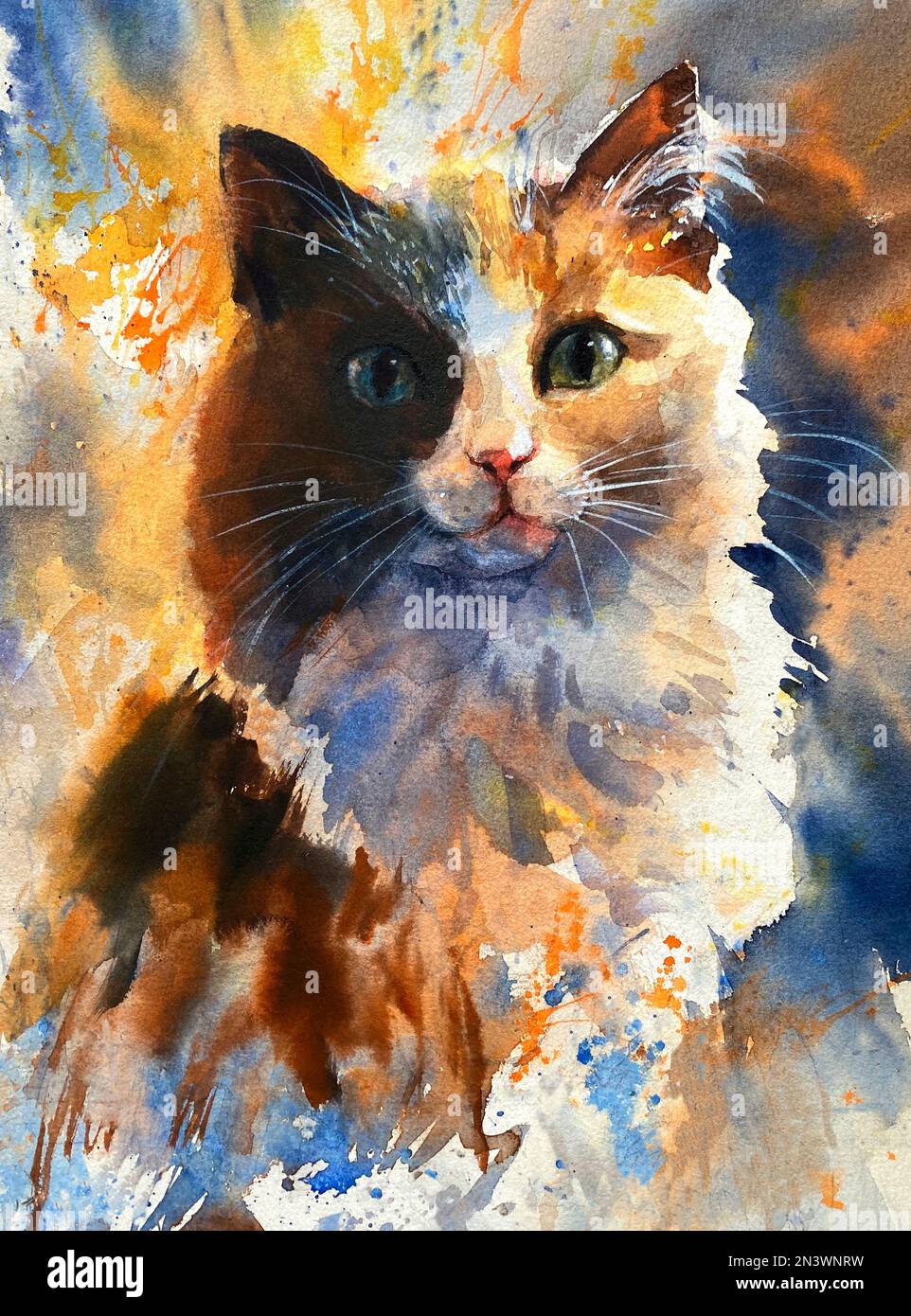 A pedigreed furry pet, red cat with white spots on a gentle background ...