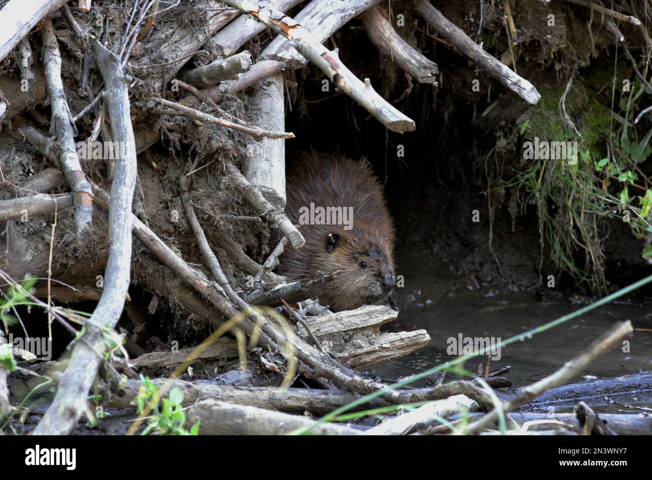 In this Sept. 12, 2014, photo, a young beaver explores an old beaver ...