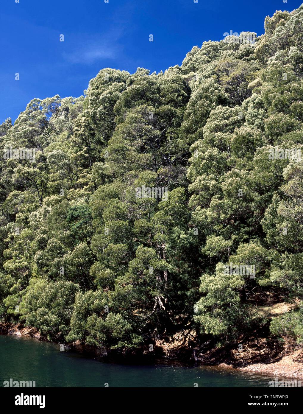 Trees on mountains, Mukurthi Lake, Mukurthi National Park, Nilgiris ...