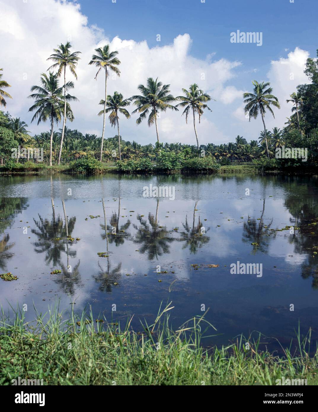 Kurranad, Back waters of Kerala, India Stock Photo - Alamy