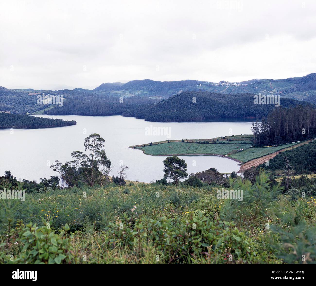 Governar shola and Pykara lake in Nilgiris, Tamil Nadu, India, Asia ...