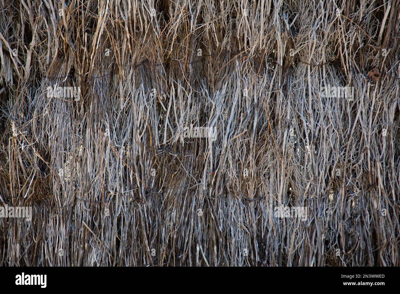 briar reed line vertical textured grey wood background of wooden brande ...