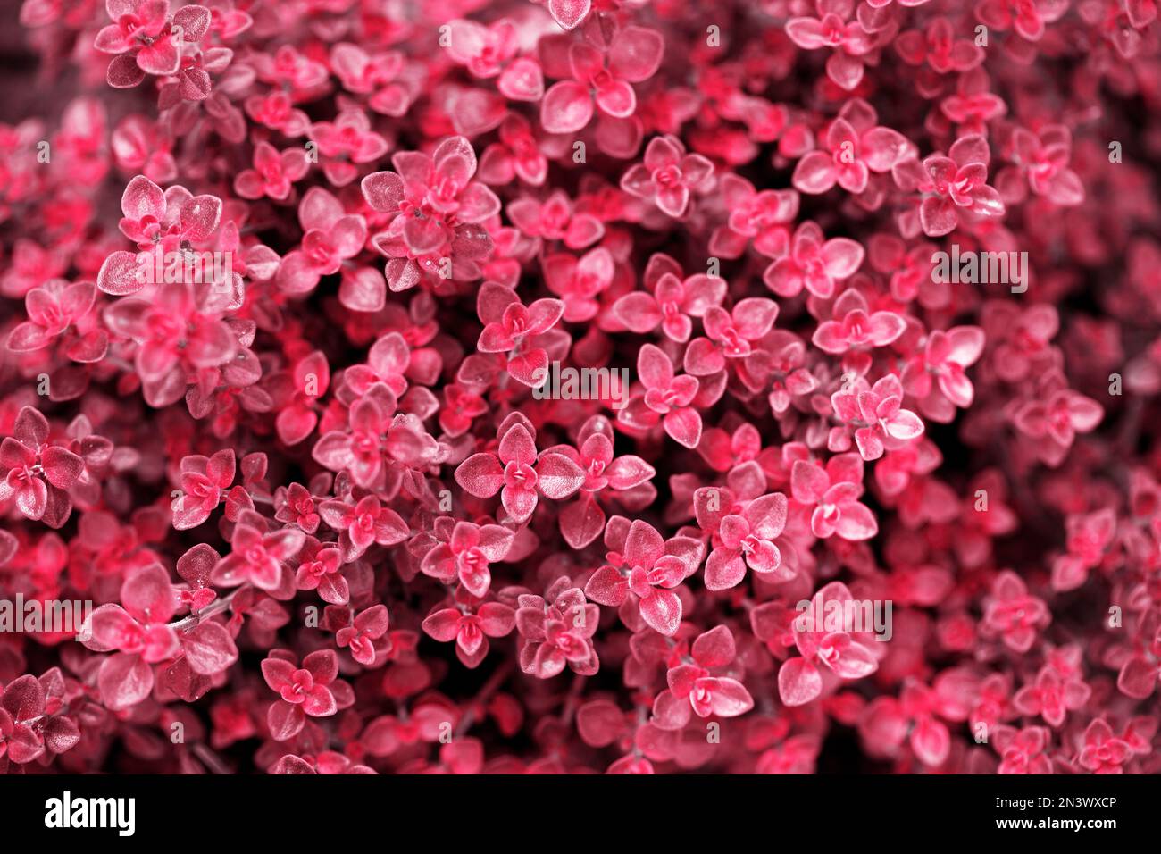 Fresh leaves of fragrant melissa, top view Stock Photo - Alamy