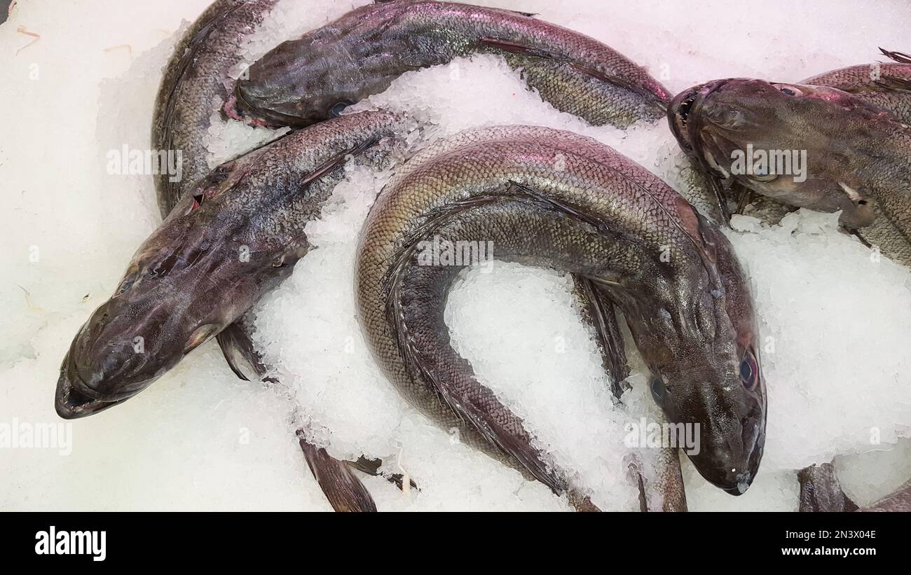 Hake fish on ice hi-res stock photography and images - Alamy