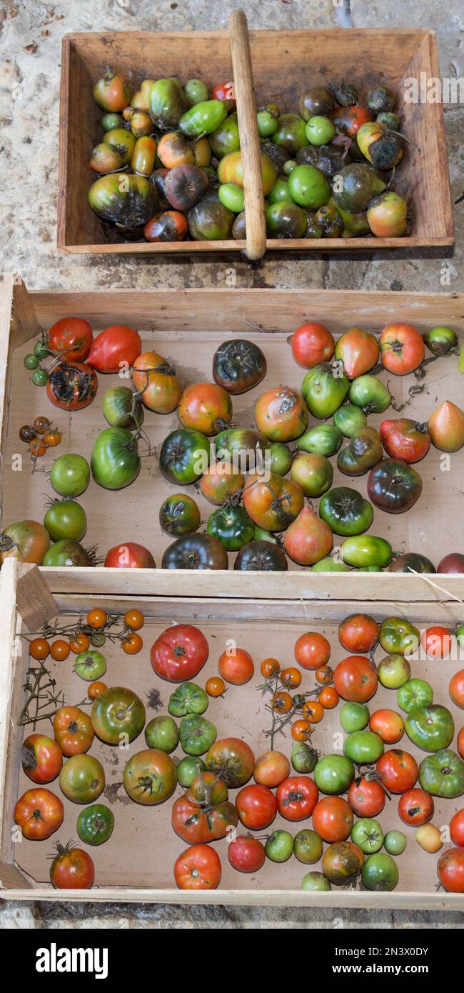 historic old tomato variety Different varieties of tomatoes rare ...