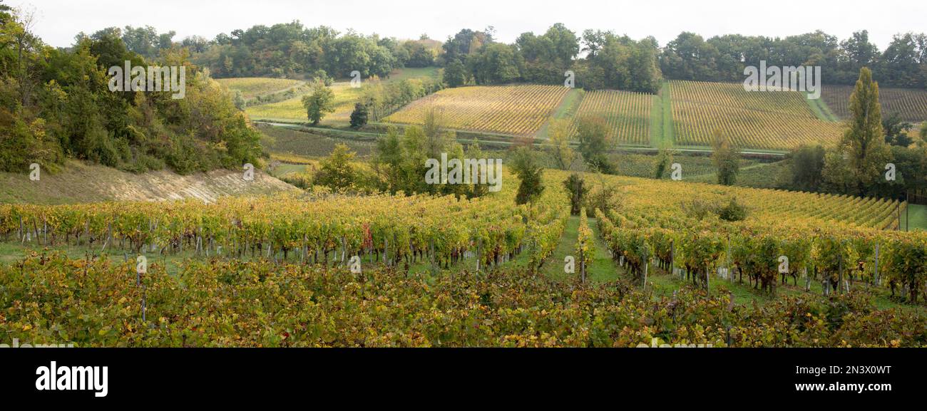 Field with grape bushes hi-res stock photography and images - Alamy
