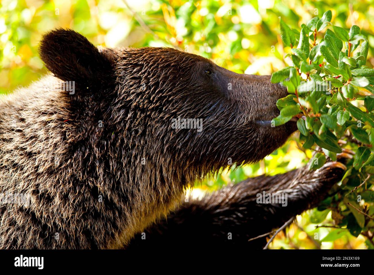 The profile portrait of a Grizzly bear smelling the green leaves of a ...