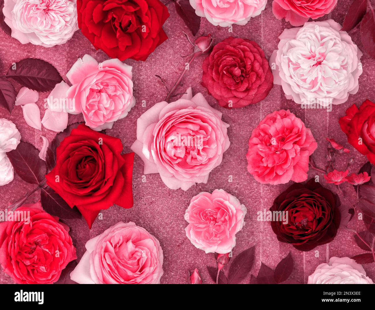 Collection of beautiful multi-colored roses, top view Stock Photo - Alamy