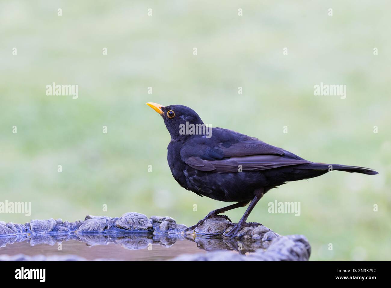 Blackbird [ Turdus merula ] male bird drinking from garden bird bath ...