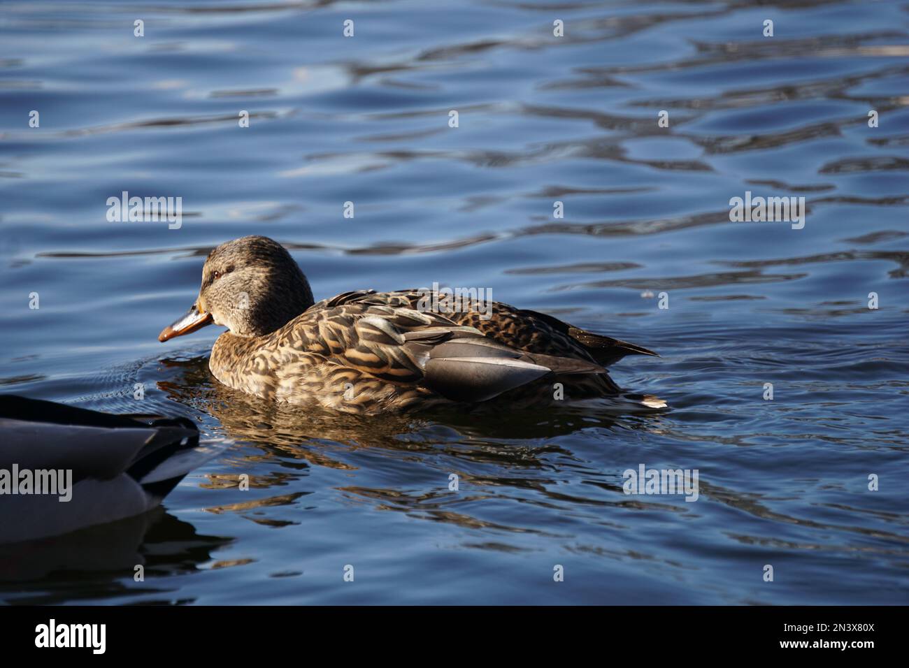Duck swimming in water Stock Photo - Alamy