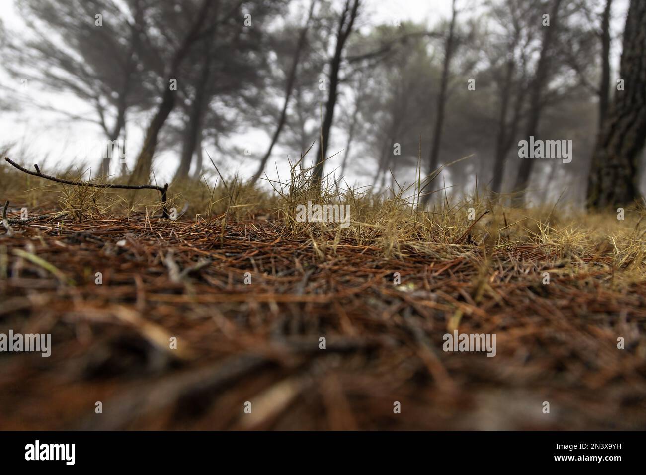 Detail of grass and foliage in a forest in nature, environmental ...