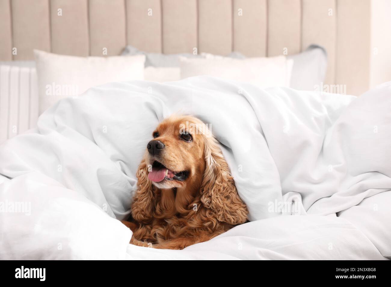Stylish pet bedding hi-res stock photography and images - Alamy