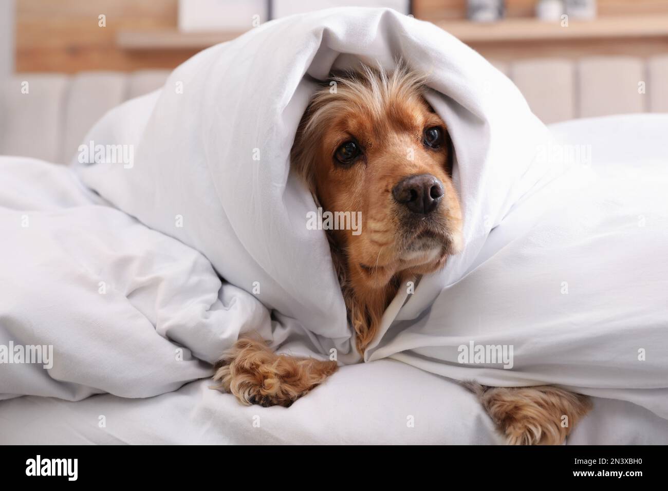 Cute English cocker spaniel covered with soft blanket on bed Stock ...