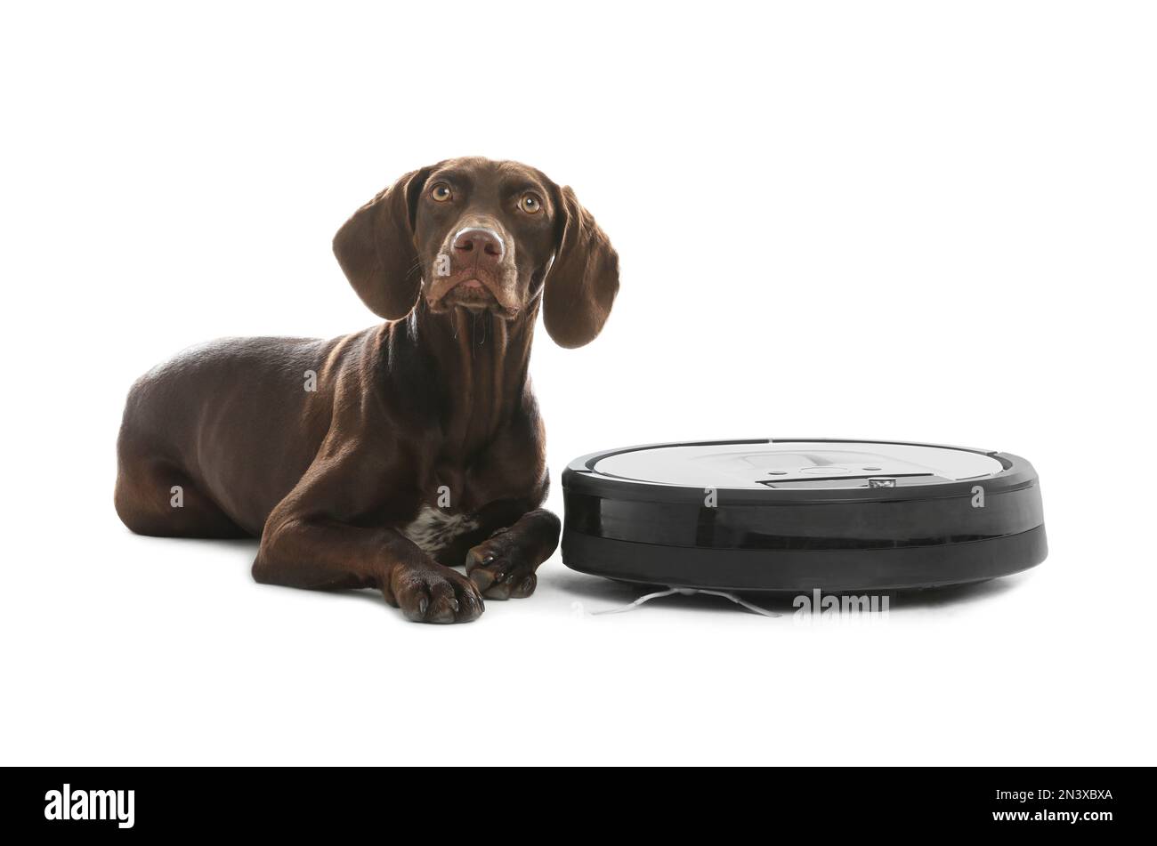 Modern robotic vacuum cleaner and German Shorthaired Pointer dog on ...