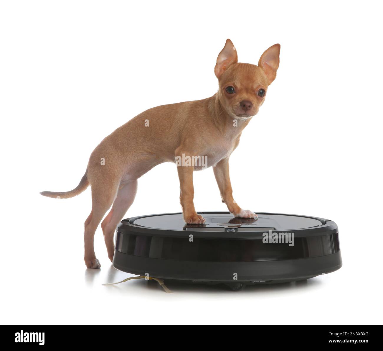 Modern robotic vacuum cleaner and Chihuahua dog on white background ...