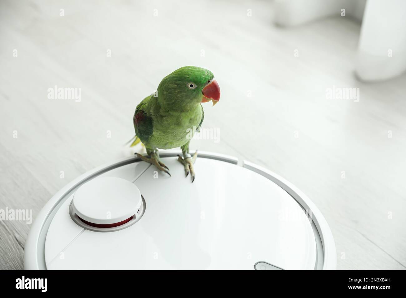 Modern robotic vacuum cleaner and Alexandrine parakeet on floor indoors ...