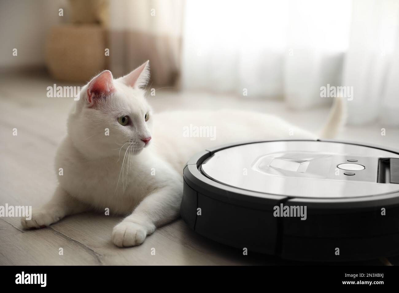 Modern robotic vacuum cleaner and cute cat on floor indoors Stock Photo ...