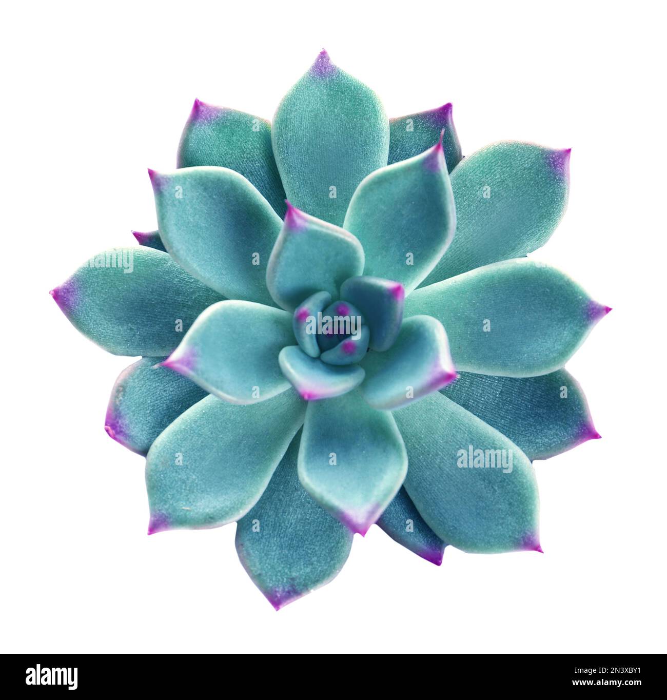 Beauty beautiful aesthetic summer Cut Out Stock Images & Pictures - Alamy