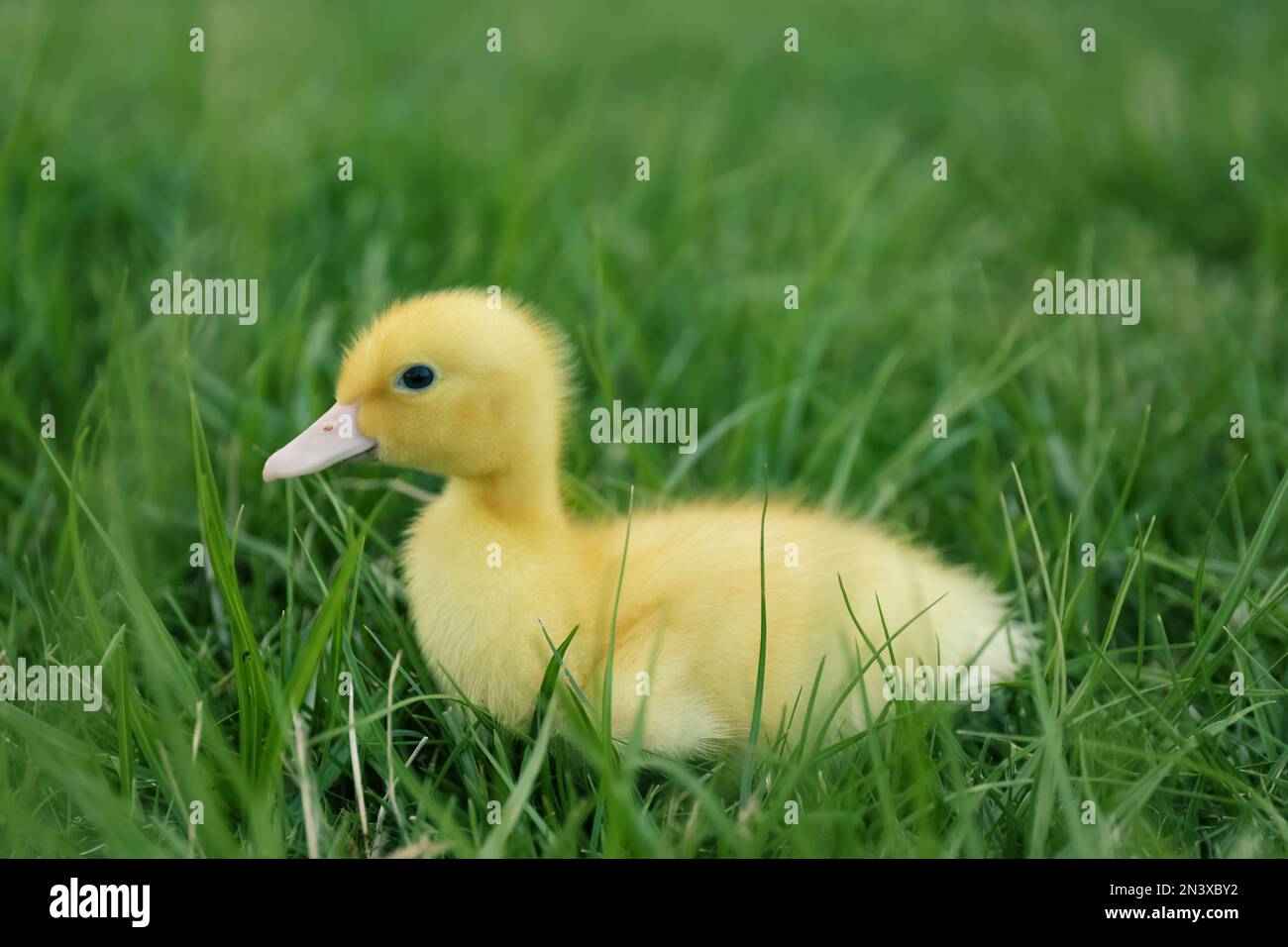 Cute fluffy gosling on green grass outdoors. Farm animal Stock Photo ...