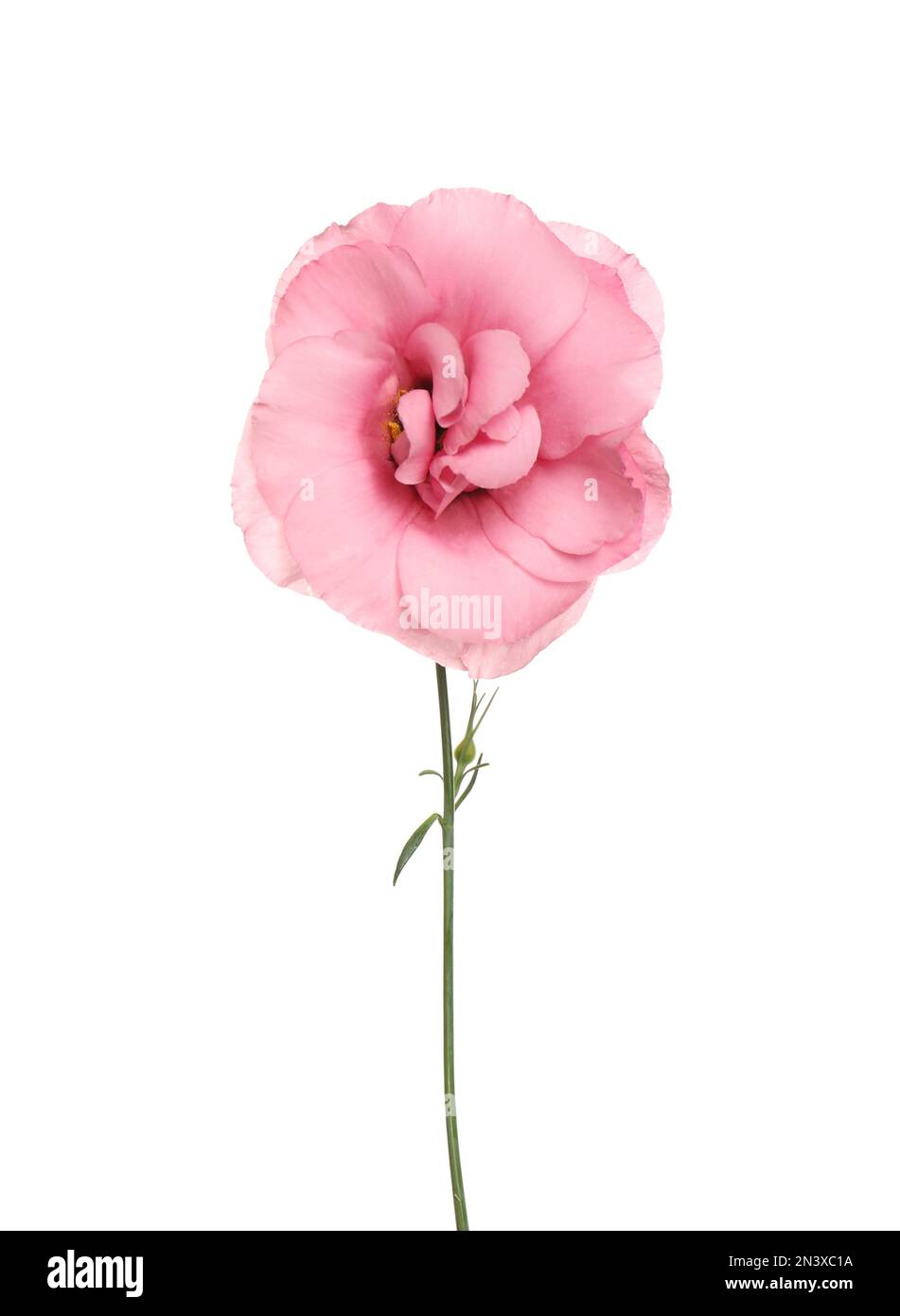 Beautiful fresh Eustoma flower isolated on white Stock Photo - Alamy