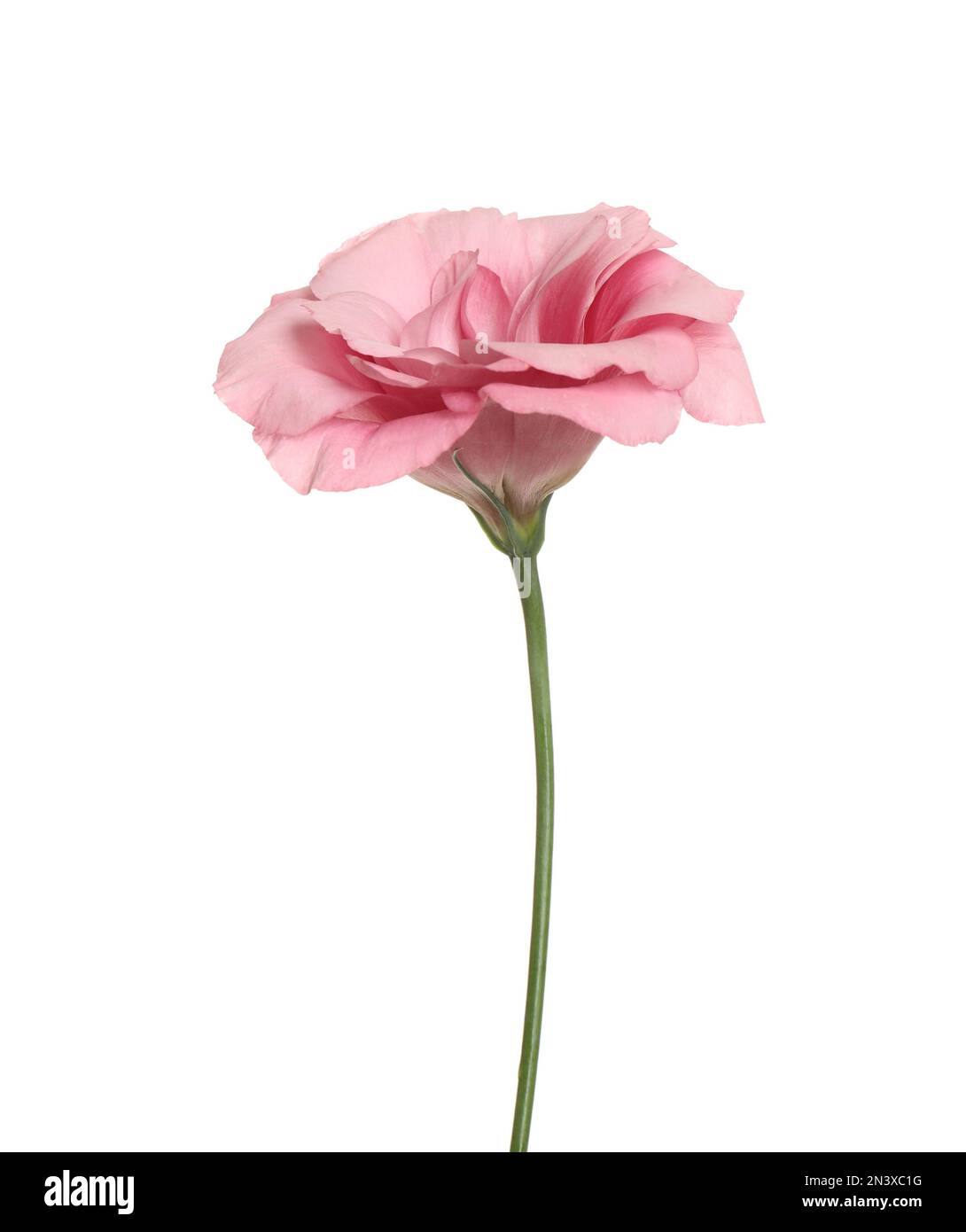Beautiful fresh Eustoma flower isolated on white Stock Photo - Alamy